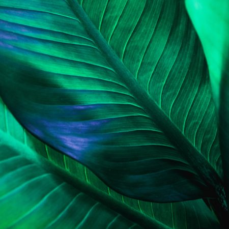 The Hospitality Recruitment Hub | Coconut